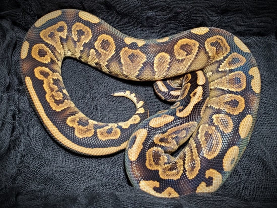 Black Pastel Yellow Belly Ball Python by Lady Lindsay & Dammit Dave's ...