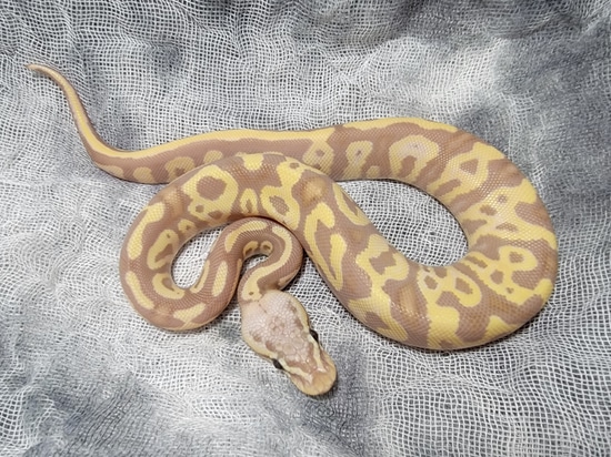 Banana Pastel Leopard Ball Python by Lady Lindsay & Dammit Dave's Demon ...