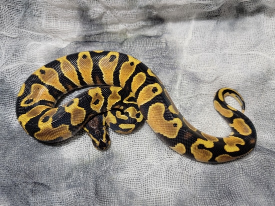 Orange Dream Ball Python by Lady Lindsay & Dammit Dave's Demon Seeds