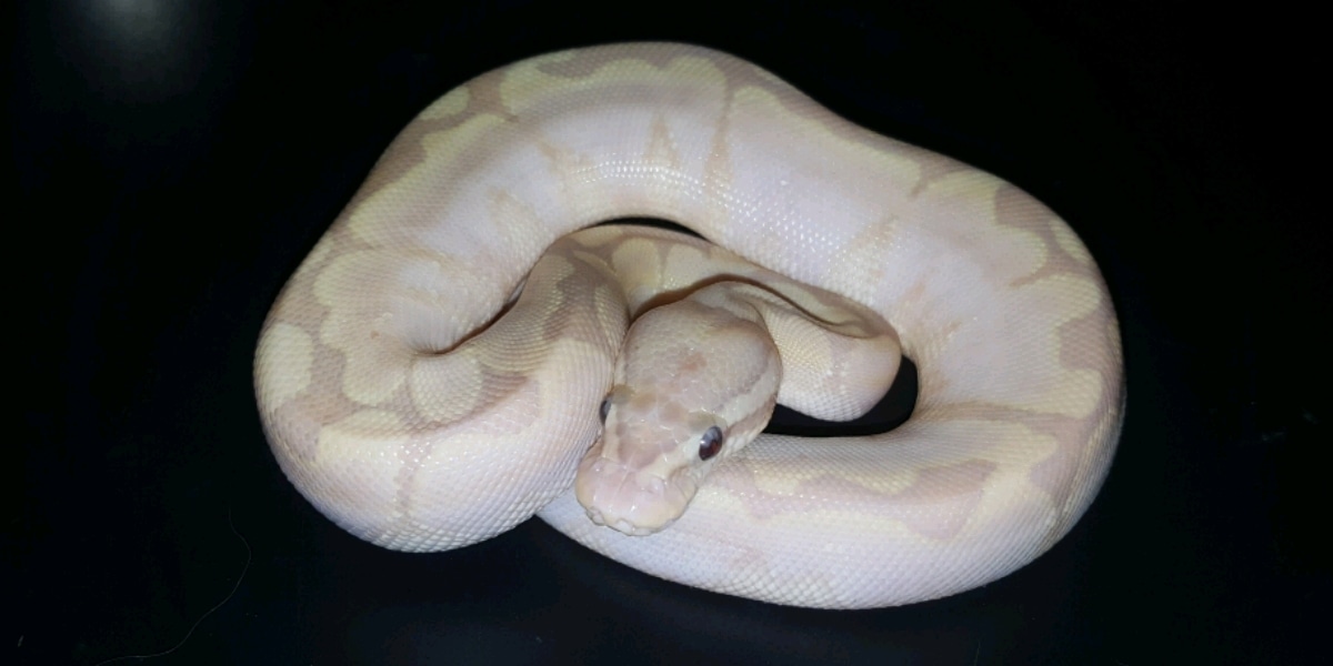 Pastel Banana Bamboo Ball Python by Lady Lindsay & Dammit Dave's Demon ...