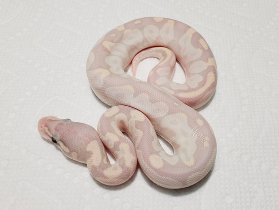 Pastel Banana Bamboo Black Head Het Lavender Albino Ball Python by Lady ...