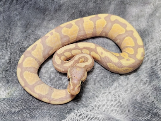 Banana Fire Ball Python by Lady Lindsay & Dammit Dave's Demon Seeds