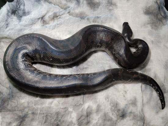 Black Head Sumatran Short Tail Sumatran Short-Tailed Python by Lady ...