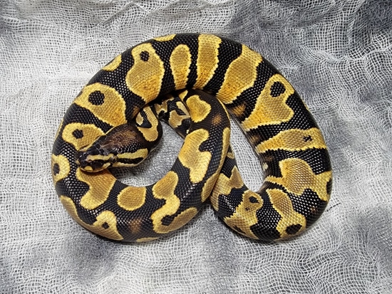 Orange Dream Ball Python by Lady Lindsay & Dammit Dave's Demon Seeds