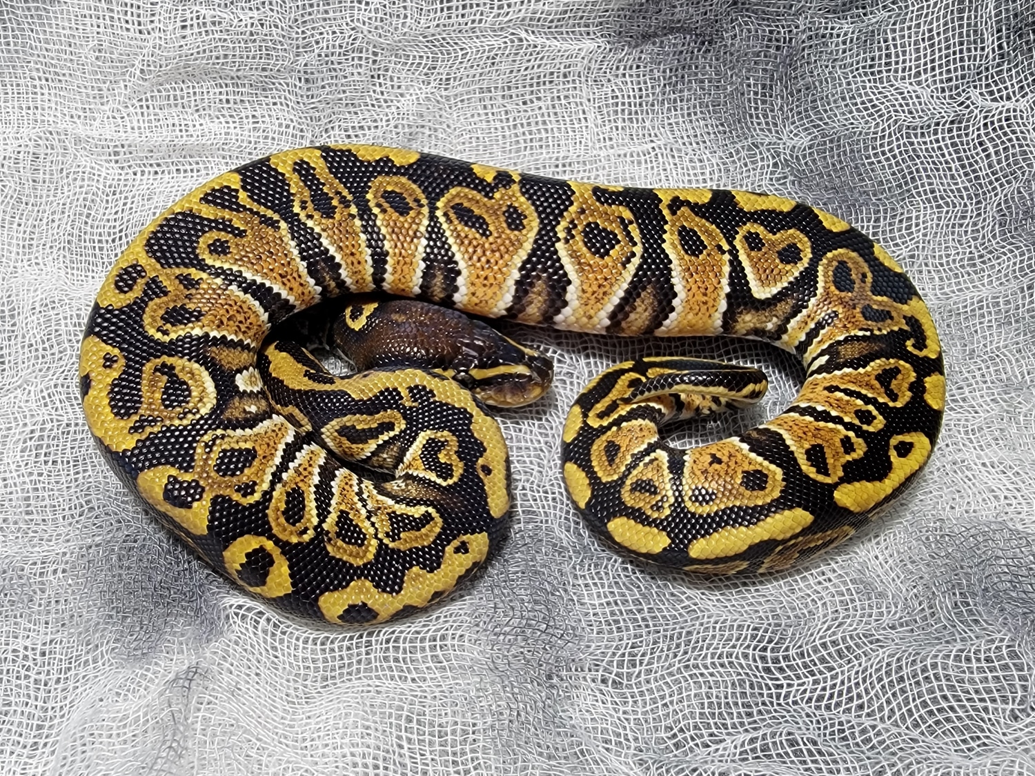 Trick Ball Python by Lady Lindsay & Dammit Dave's Demon Seeds - MorphMarket