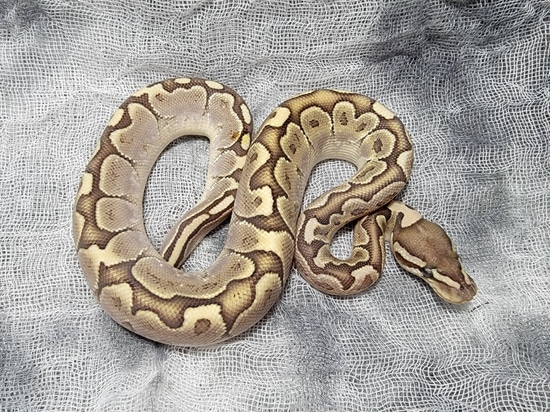 Bamboo PH VPI Ball Python by Lady Lindsay & Dammit Dave's Demon Seeds