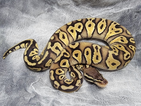 Pastel Mystic Het Albino Ball Python by Lady Lindsay & Dammit Dave's ...