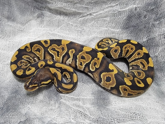 Mystic PH VPI Ball Python by Lady Lindsay & Dammit Dave's Demon Seeds