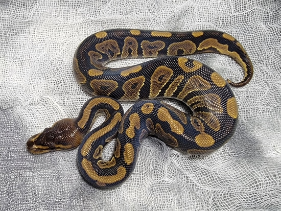 Cinder PH VPI Ball Python by Lady Lindsay & Dammit Dave's Demon Seeds