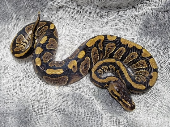 Cinder Specter PH VPI Ball Python by Lady Lindsay & Dammit Dave's Demon ...