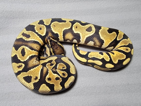 Orange Dream YB Ball Python by Lady Lindsay & Dammit Dave's Demon Seeds