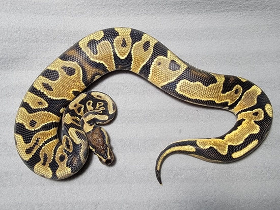 Orange Dream YB Ball Python by Lady Lindsay & Dammit Dave's Demon Seeds