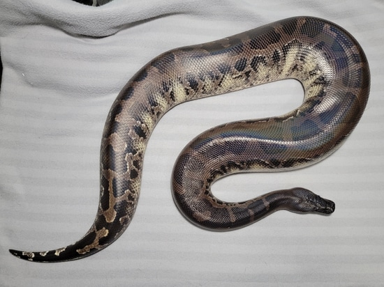Black Head Sumatran Short Tail Sumatran Short-Tailed Python by Lady ...
