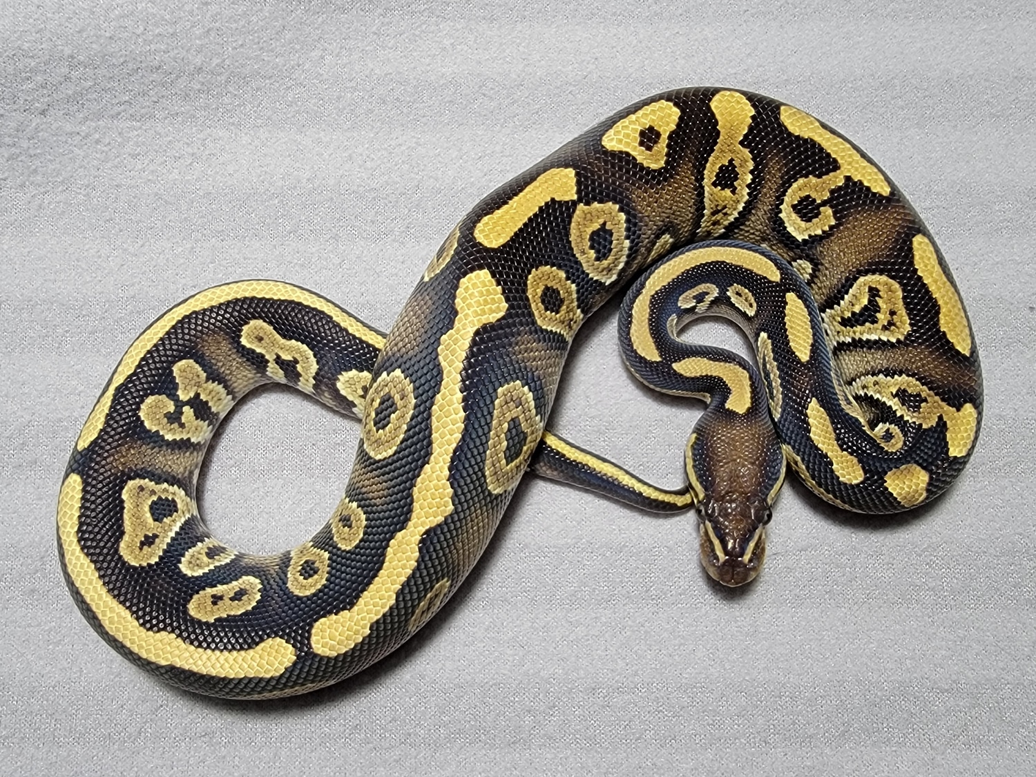 Mystic Rain PH VPI Axanthic Ball Python by Lady Lindsay & Dammit Dave's ...