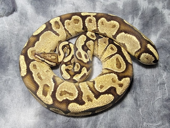 Fire Lace Yellow Belly Ball Python by Lady Lindsay & Dammit Dave's ...