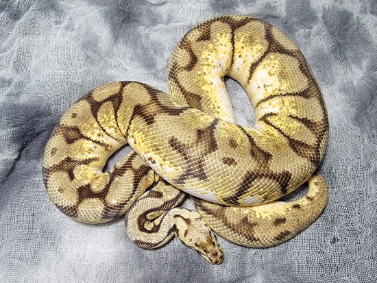 Bumblebee Yellow Belly Ball Python by Lady Lindsay & Dammit Dave's ...