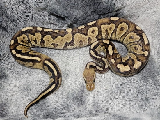 HRA Cinder Fire PH VPI Ball Python by Lady Lindsay & Dammit Dave's ...