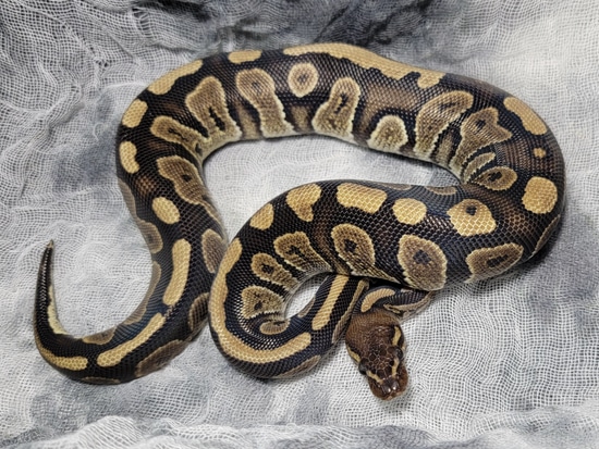 Cinder PH VPI Ball Python by Lady Lindsay & Dammit Dave's Demon Seeds