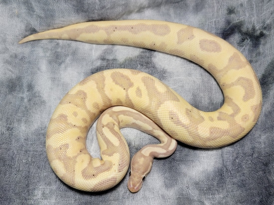 Banana Leopard FM Ball Python by Lady Lindsay & Dammit Dave's Demon Seeds