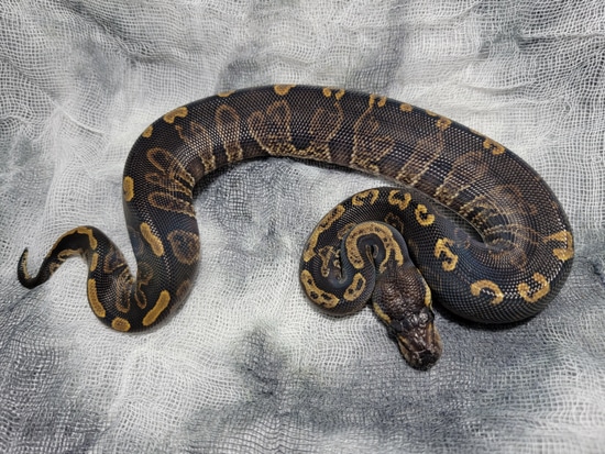 GHI Black Head Ball Python by Lady Lindsay & Dammit Dave's Demon Seeds