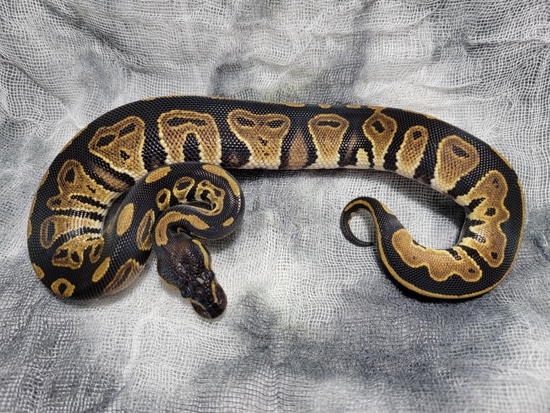Black Head Ball Python by Lady Lindsay & Dammit Dave's Demon Seeds