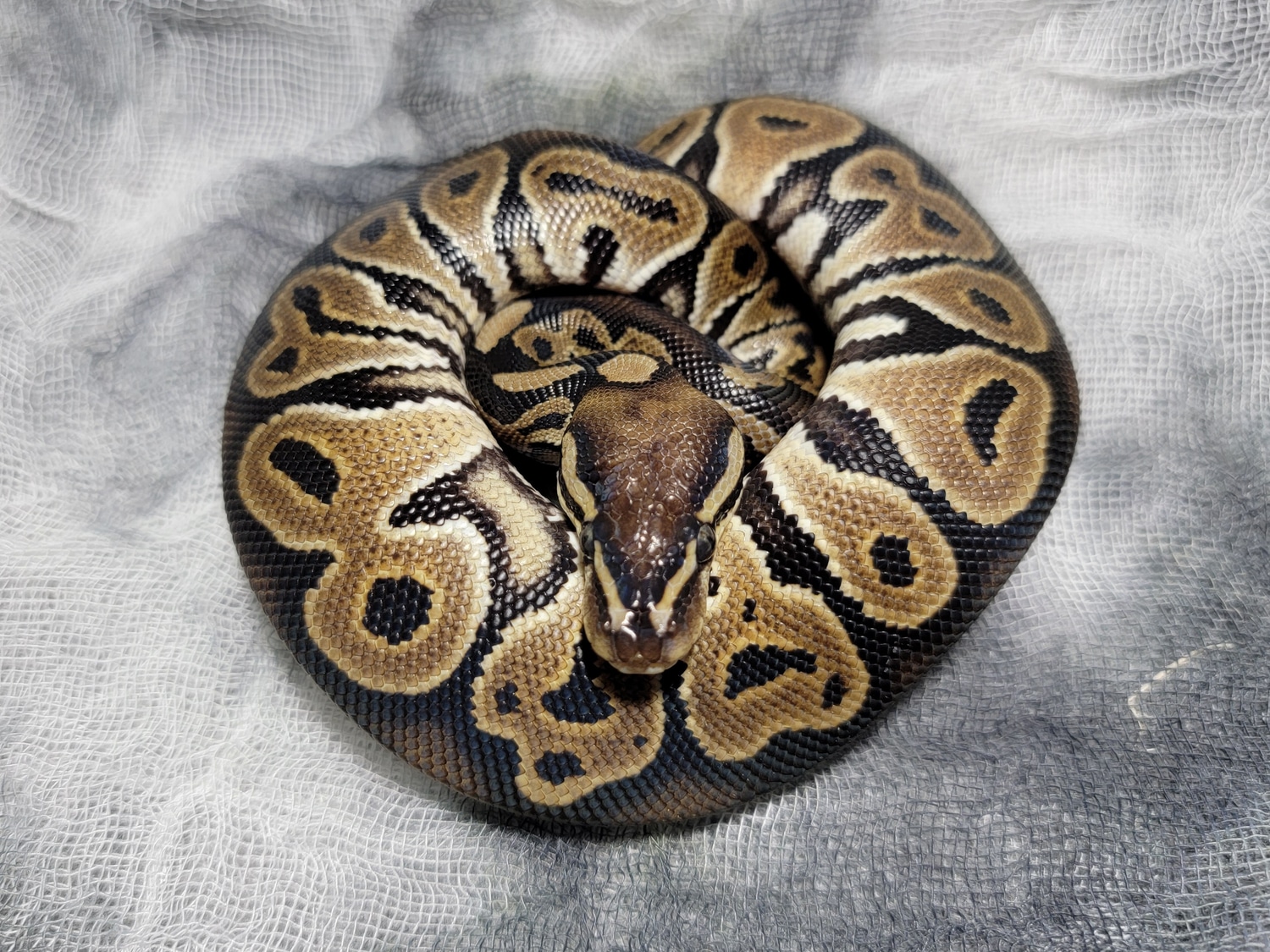 Hra Ph Vpi Ball Python by Lady Lindsay & Dammit Dave's Demon Seeds ...