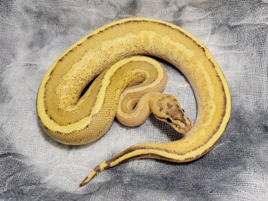 Fire Superstripe Ball Python by Lady Lindsay & Dammit Dave's Demon Seeds