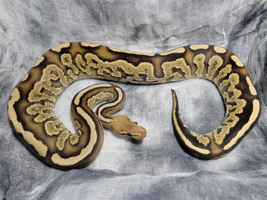 HRA Cinder Fire PH VPI Ball Python by Lady Lindsay & Dammit Dave's ...