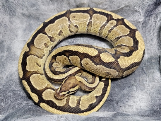 Fire Specter PH VPI Ball Python by Lady Lindsay & Dammit Dave's Demon Seeds