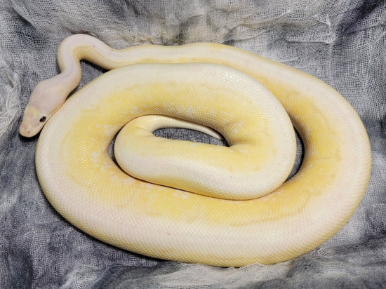 Banana Specter Spinnerblast Ball Python by Lady Lindsay & Dammit Dave's ...