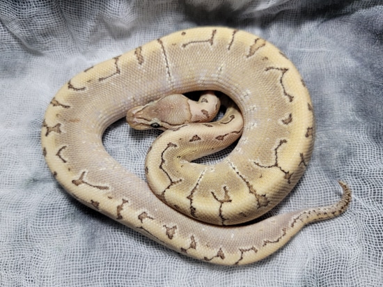 Bamboo Pinstripe PH VPI Ball Python by Lady Lindsay & Dammit Dave's ...