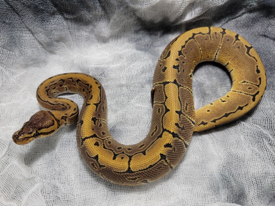 Pinstripe PH VPI Ball Python by Lady Lindsay & Dammit Dave's Demon Seeds