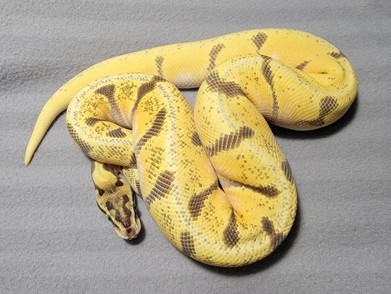 Super OD Enchi Spotnose RTB Ball Python by Lady Lindsay & Dammit Dave's ...
