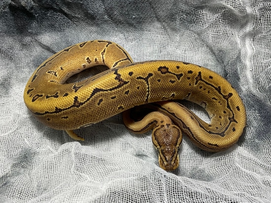 Pinstripe Specter Ball Python by Lady Lindsay & Dammit Dave's Demon Seeds