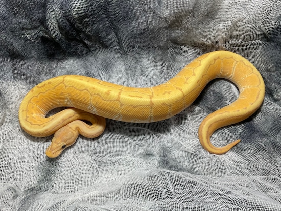 Banana Pinstripe Special Ball Python by Lady Lindsay & Dammit Dave's ...