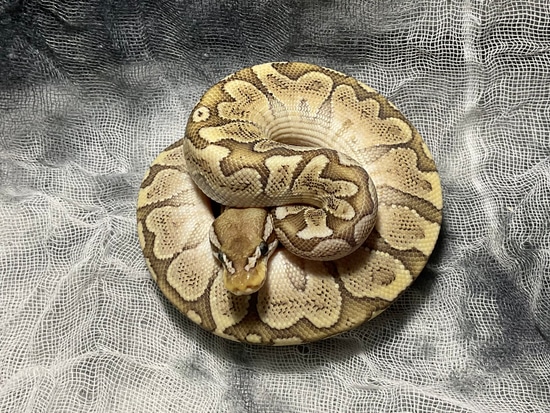 Pastel Bamboo Ball Python by Lady Lindsay & Dammit Dave's Demon Seeds