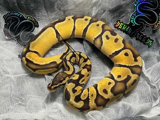 Pastel Enchi Ball Python by Lady Lindsay & Dammit Dave's Demon Seeds