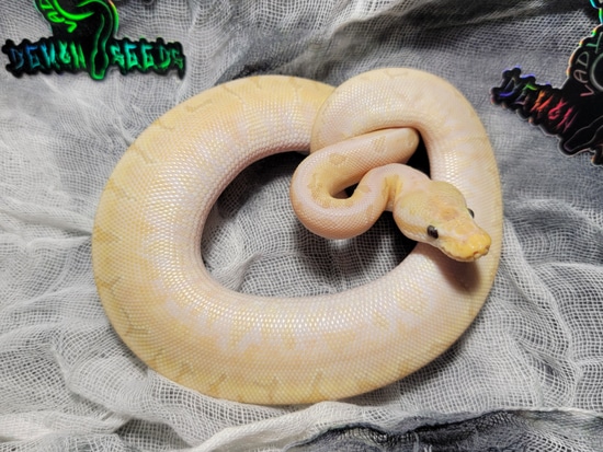Bamboo Banana Pinstripe Ball Python by Lady Lindsay & Dammit Dave's ...
