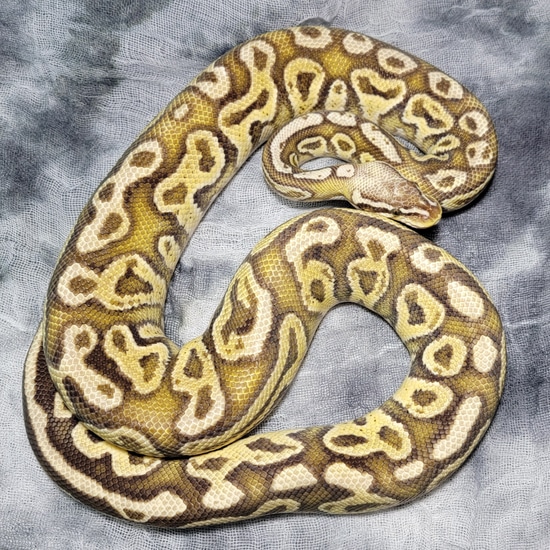 Trick Firefly Ball Python by Lady Lindsay & Dammit Dave's Demon Seeds