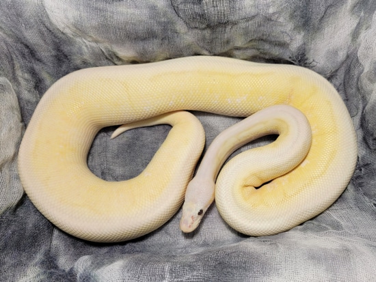 Super Pastel Banana Specter Spinner Ball Python by Lady Lindsay ...