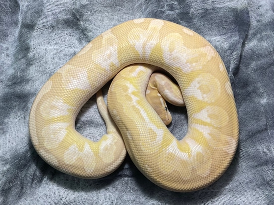 Pastel Banana Bamboo Black Head Het Lavender Albino Ball Python by Lady ...
