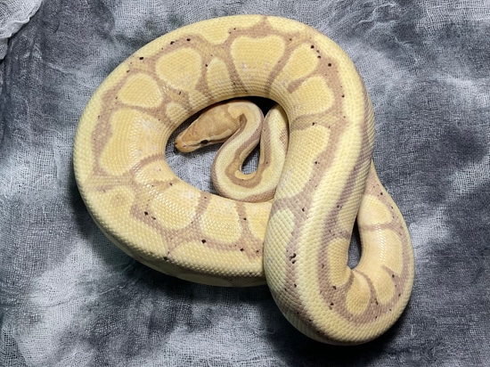 Banana Specter Ball Python by Lady Lindsay & Dammit Dave's Demon Seeds