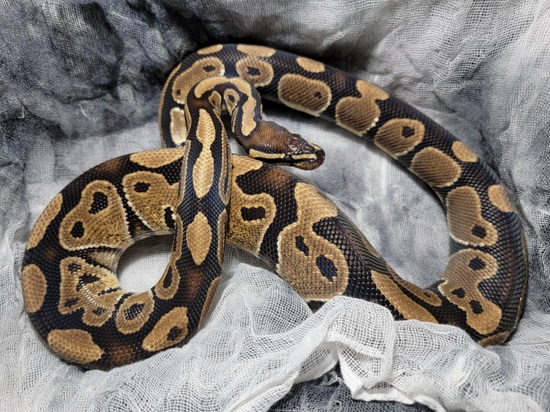 Double Het VPI/Mystery Axanthic Ball Python by Lady Lindsay & Dammit ...