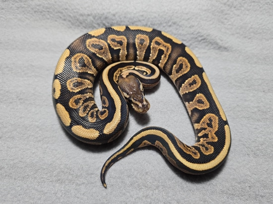 Black Pastel Specter Ball Python by Lady Lindsay & Dammit Dave's Demon ...