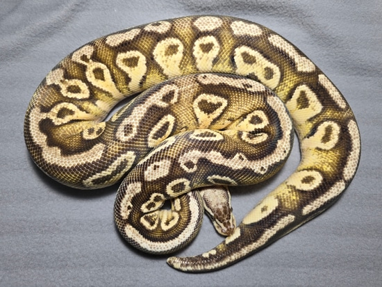 Proven Trick Firefly Yellow Belly Ball Python by Lady Lindsay & Dammit ...