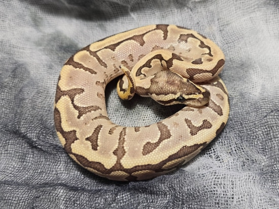 Bamboo Leopard Ball Python by Lady Lindsay & Dammit Dave's Demon Seeds