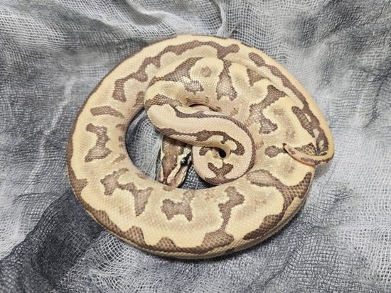 Bamboo Leopard Fire/Pastel Ball Python by Lady Lindsay & Dammit Dave's ...