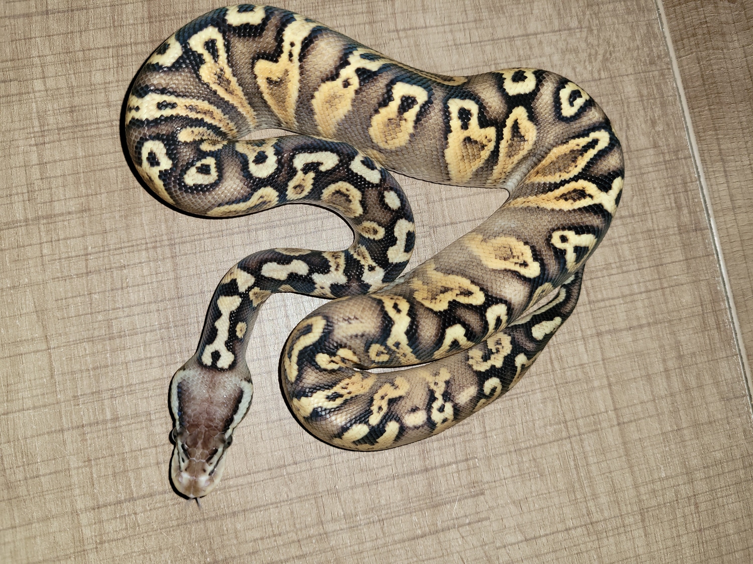 Ghi Pastel Yb 100% Het Ghost Ball Python by Darkreptiles - MorphMarket