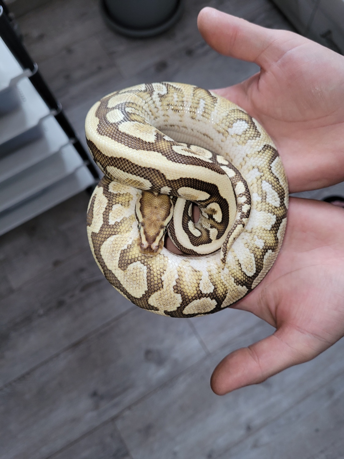 Spotnose Lesser Yellow Belly Het Clown Ball Python by Darkreptiles ...