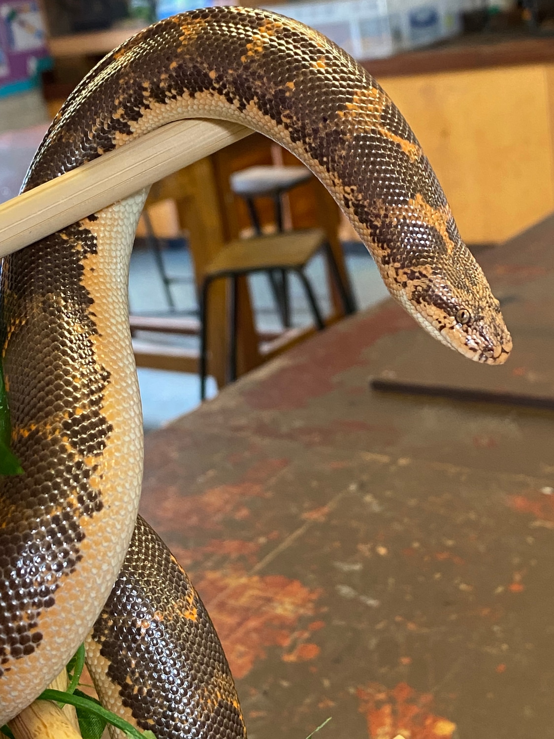 Wildtype Female Kenyan Sand Boa by Prestbury Drive Pythons - MorphMarket